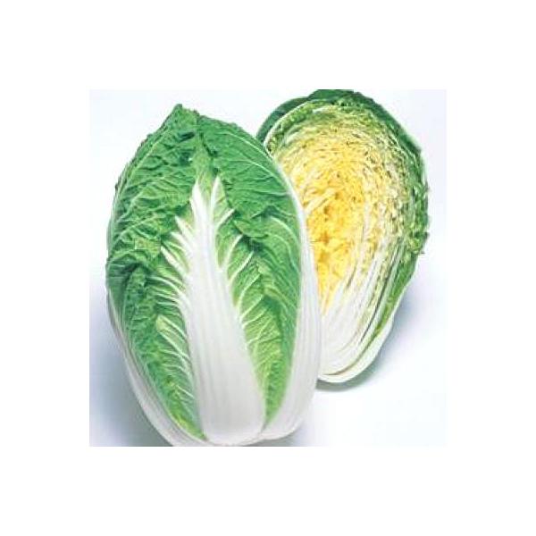 根こぶ病、軟腐病、ウイルス病などに強く、特にべと病耐病性にすぐれます。草勢旺盛で栽培容易です。適期栽培では定植後55日前後で収穫できる極早生の早どり種です。高温期でも安定した結球性を発揮し、冷涼地の10月どりや中間地の11月どりに適します。...