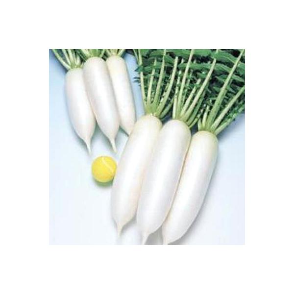 抽苔が極めて遅く、耐寒性も強いため、秋どり栽培に最適で、厳寒期における冬〜春どり栽培にも適します。また、短形品種のため比較的耕土が浅い場所での栽培も可能です。萎黄病、ウイルス病などの病害にも強いです。肉質は緻密で純白で、特に煮ダイコンに適し...