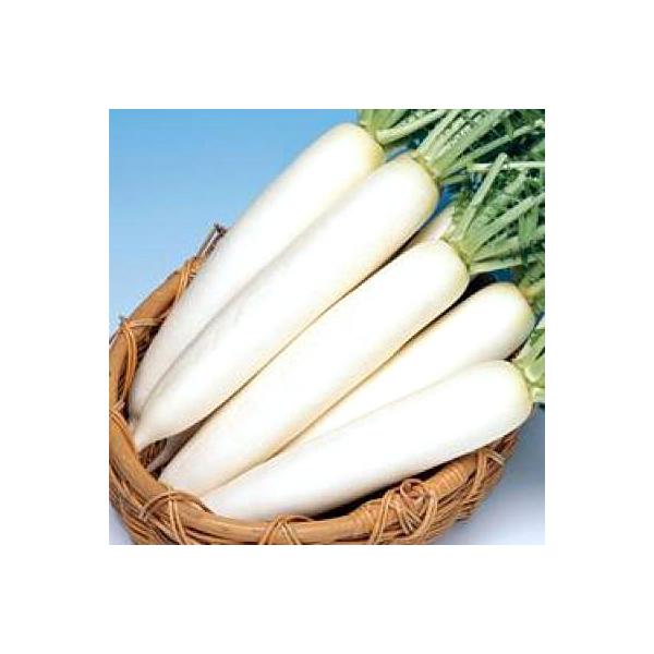 肥大性にすぐれるが形状の乱れが少なく、肌が美しい総太りダイコンです。適期栽培では、播種後60日で根長38cm、根径8cm程度によくそろいます。淡緑首で内部まで青肉になりにくく、汎用性のある肉質のため、漬物やおろし、刺身のつまなど幅広い用途に...