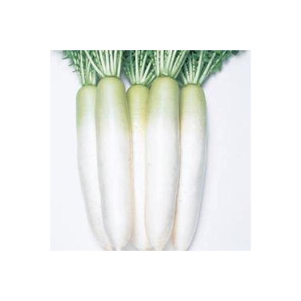 抽苔は「藤風」より数日遅く、しかも低温下での伸長性、肥大性は「藤風」よりすぐれます。したがって、1月下旬〜3月まきのトンネル栽培、および冷涼地の5月まきに好適です。2月上旬まきのトンネル栽培では根長38cm、根径8cm程度によくそろい、青首...