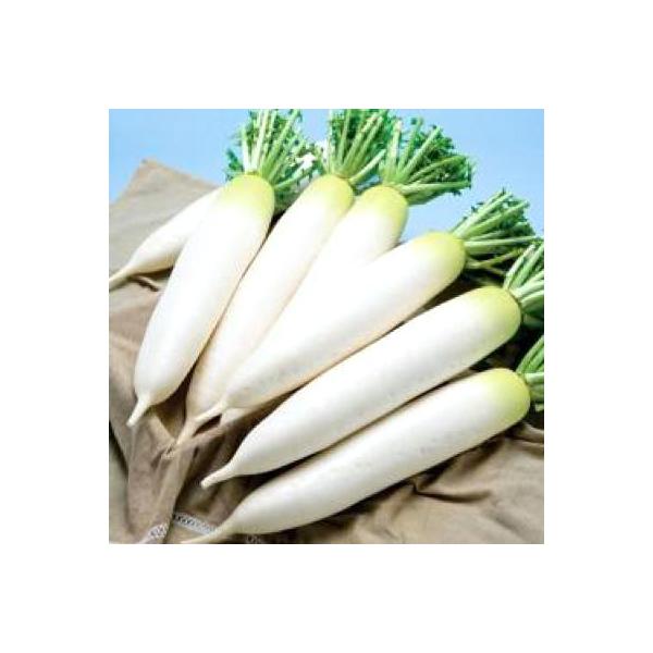 根長が出にくい作型（年内まきトンネル栽培）においても安定した伸長性を発揮し、短根になりにくいです。12月上旬まきのトンネル栽培で、根長38cm、根径7.5cm程度によくそろいます。首部は淡緑首で低温期に問題となる内部の青肉化になりにくいです...