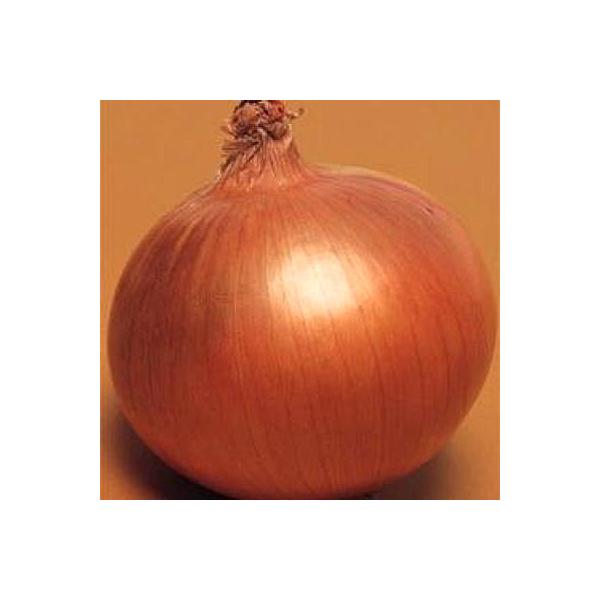 【発売日：2023年07月30日】【7月下旬頃発送】普通栽培で1球平均が350g、大玉栽培で600g程度にもなる増収種です。玉は豊円球でよくそい、肉質は歯切れがよく、辛みが少なく甘みが強いです。普通栽培では12月まで、大玉栽培でも10月まで...