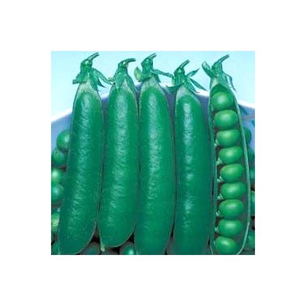 子実・莢ともに濃緑色で、市場性にすぐれた実とり専用種です。莢はやや長めの大莢で特にむき実が大きく、甘みが強いです。白花で耐寒性が強く、栽培容易な早生品種です。草勢旺盛で草丈は高く、莢つきが良好で収量が安定します。中間・暖地の秋まきに最適です。