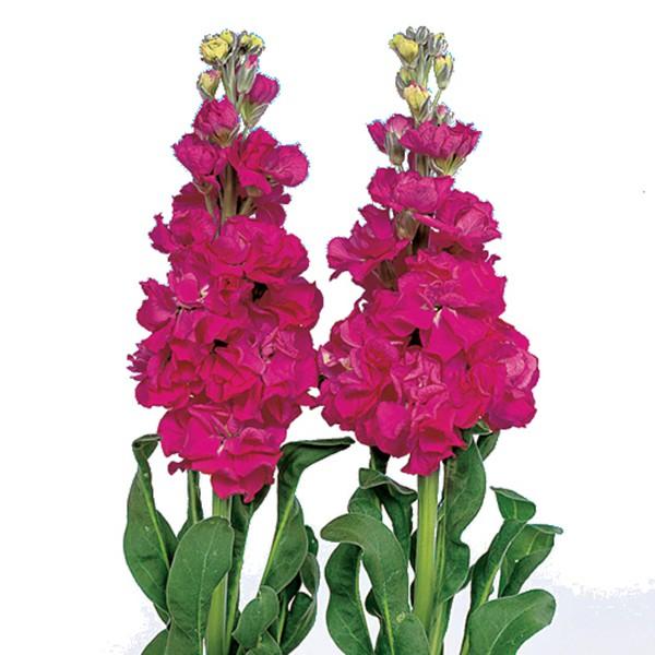 茎が特にかたく、花が密につき、花穂の形がくずれにくいです。切り花後の水揚げ、花もちもよいです。※本商品は、お取り寄せ商品となるのため出荷までに少しお時間をいただきます。また、まれにメーカー在庫が無い場合もございますので、詳しくは受注確認後、...