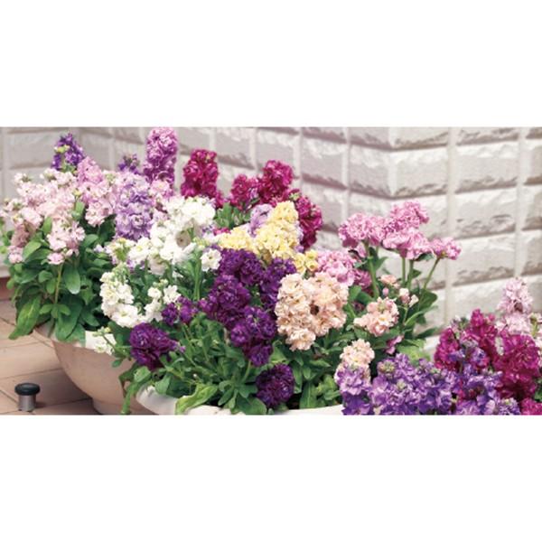 茎が非常にかたく、分枝が旺盛で、コンテナ、花壇に向いています。主茎の花穂に続き、側枝の花穂も早めにつくため、主茎の花穂のみ徒長することはなく、まとまりのよい草姿となります。西南暖地では8月上旬播種で11月上旬より開花します。八重率約55％で...