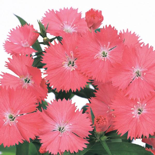 四季咲き性品種。花径約4cmで、側枝の発生と、開花が早いのが特徴です。基部分枝が多く、ボリュームのある株となります。秋出荷が特におすすめです。