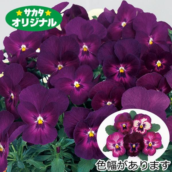 サカタのタネ育成の中小輪系「よく咲くスミレ」シリーズです。パンジーの華やかさとビオラの強さ、多花性をあわせもつシリーズです。LR（ロングラン）性があり、低温短日期でもよく開花します。高温期のポット栽培でも徒長しにくく、シリーズのそろいがよい...