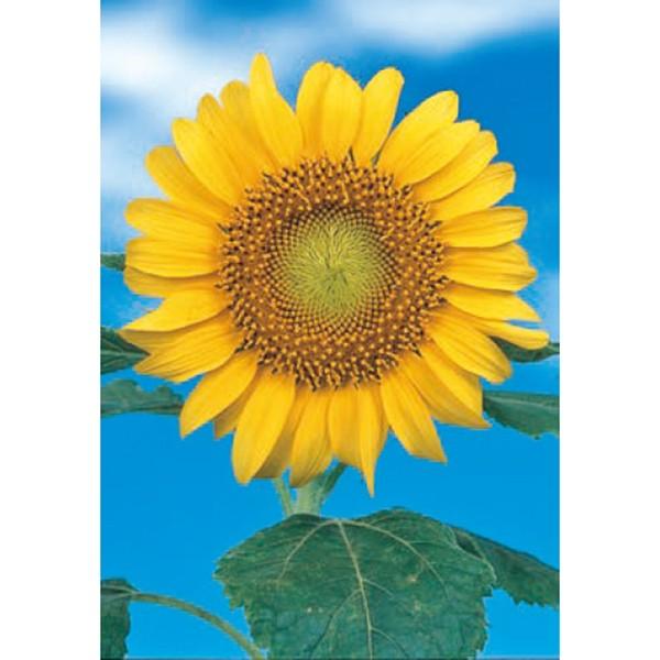 オレンジがかった黄色の花弁に、緑黄色の大きな中心部が印象的です。草丈約120cmのわい性で、枝分かれはしにくく、花径約20cmの大輪の花を咲かせます。根張りが強く花壇やコンテナに向きます。※本商品は、お取り寄せ商品となるのため出荷までに少し...