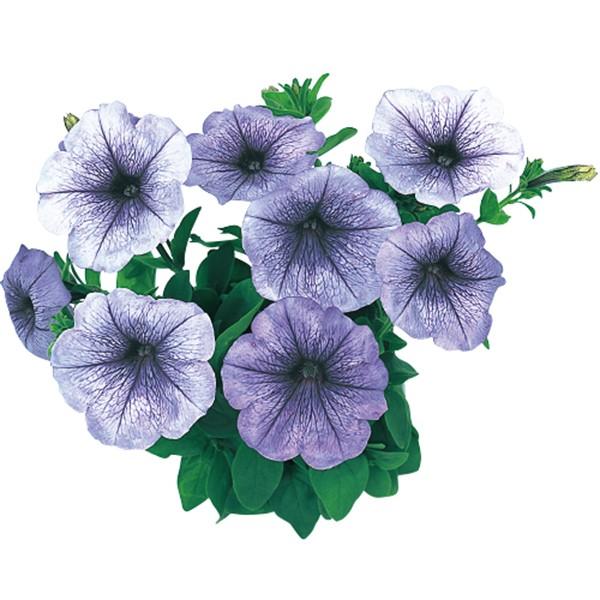 薄い青色に濃い青色の網目模様。「バカラ」シリーズよりやや草丈が伸びます。開花が早く、株に力があり、花つきがよいです。