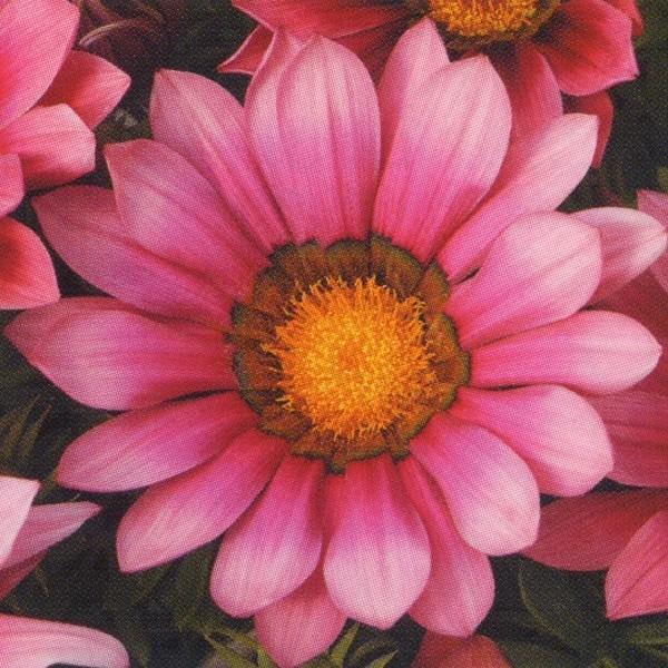 より大き芯花、より花梗が短くコンパクトになったニューガザ二ア。ローズ〜ピンク色シェードカラー。