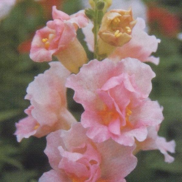 初のF1八重咲き矮性シリーズ。花形は半八重〜八重。高温時に花弁が減少しやすいので注意。基部分枝に優れる。淡桃色。