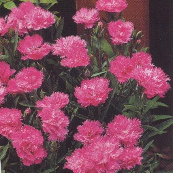 レース状でセミダブルの華麗な花弁。花檀で、の草丈は45〜60cm位。濃桃色。※本商品は、お取り寄せ商品となるのため出荷までに少しお時間をいただきます。また、まれにメーカー在庫が無い場合もございますので、詳しくは受注確認後、改めてご連絡させて...