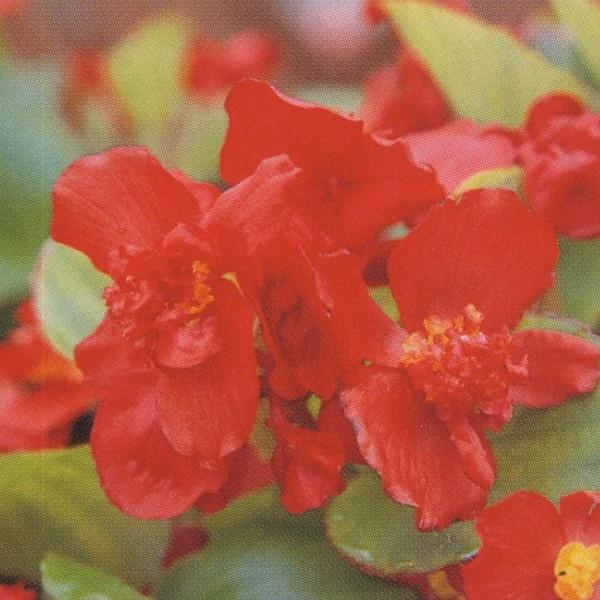 赤色。半八重〜八重咲の花をたくさん付け、八重咲きとしてはまとまった株が出来る。