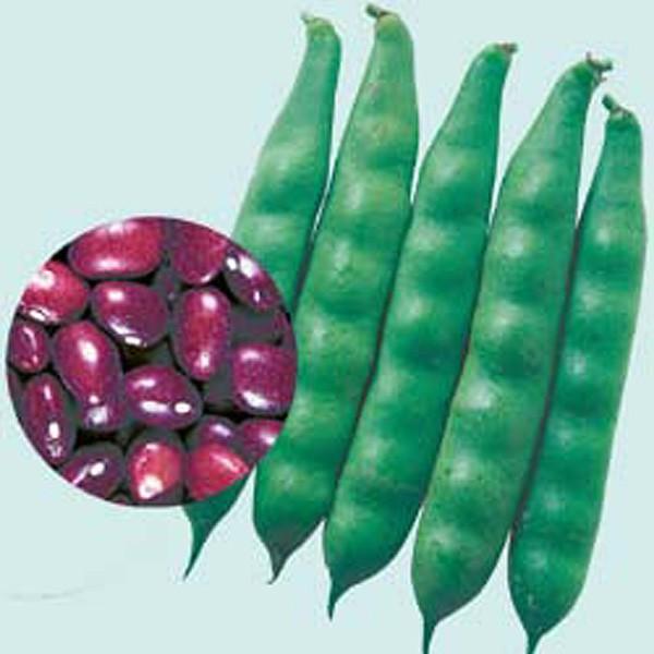 子実は深紅色の大粒で、煮豆や甘納豆用の金時豆として有名な多収種です。莢は長さ11cm、幅1.5cm程度の平莢。ごく若莢はサヤインゲンとしてもおいしいです。草姿はつるなしの矮性種です。