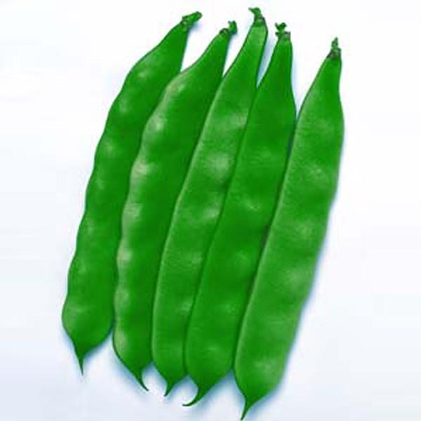 莢は長さ14cm、幅1.8cm程度のつるあり種。肉厚の平莢で、食味が格別です。莢の色は鮮緑色で、加熱すると一層鮮やかなグリーンになります。やや子実が目立つが、いつまでもスジが入らず、とり遅れた大莢でもやわらかくて味が落ちないです。草勢旺盛で...