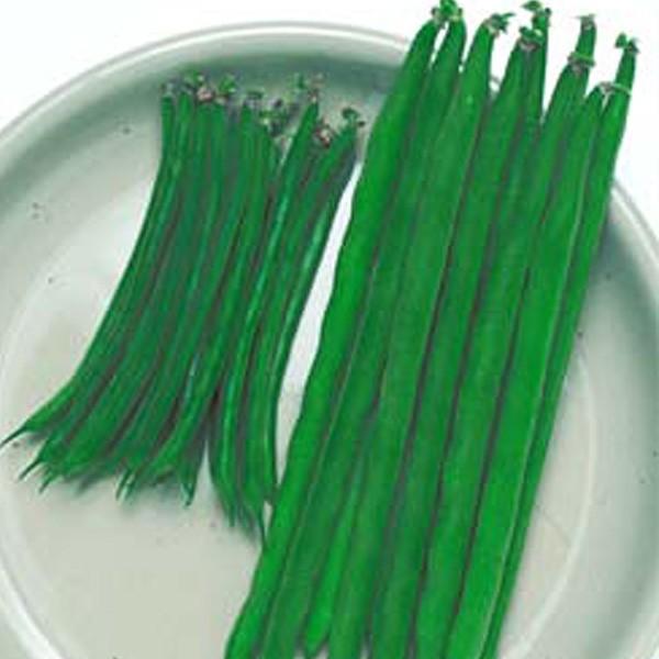 スジなし丸莢どじょうインゲンで、20〜21cm程度の長莢どりはもちろん、12cm程度の若莢どりも可能です。子実がやや目立つが、曲がりが少なく、莢ぞろいと秀品率が高いです。莢は濃緑色でツヤがあり、肉質はやわらかで歯切れがよく甘みに富んでいます...