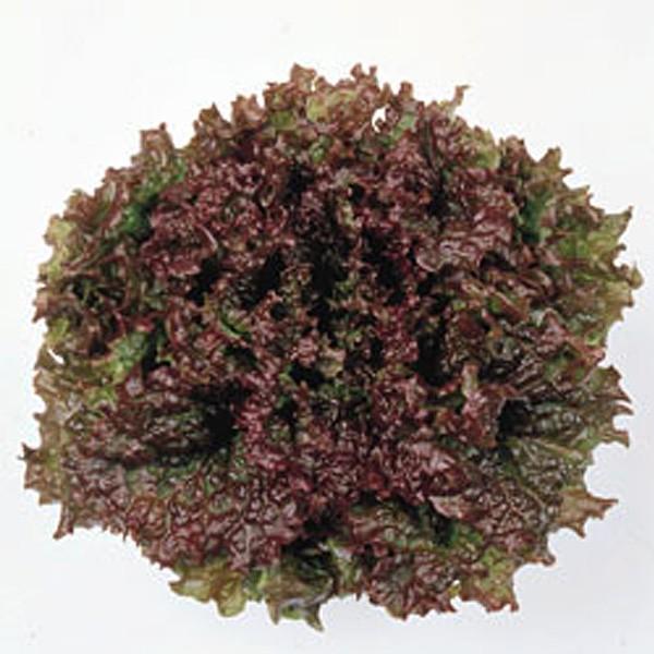 草勢旺盛で、作りやすい早生の多収種です。草姿は立性で、葉は幅広く、赤色と緑色の着色がよいです。肉質はやわらかくて食味にすぐれています。