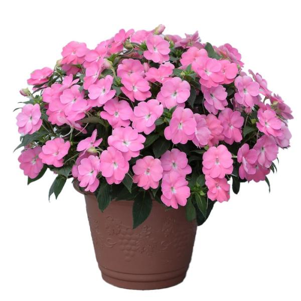 【発売日：2026年04月20日】★本商品は配達希望日の指定ができませんのでご了承下さい。【4月20日頃より順次発送予定】夏の強い日ざしでも元気いっぱい！春から秋まで長く楽しめます。サンパチェンスの中でも生育が早い品種です。花壇植えなどの植...