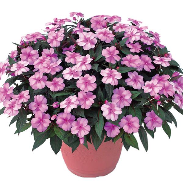 【発売日：2026年04月20日】【4月下旬頃順次発送予定】★本商品は配達希望日の指定ができませんのでご了承下さい。☆3ポットセットとなります。夏の強い日ざしでも元気いっぱい！初夏から秋まで長く楽しめます。鉢植えで玄関やベランダなど限られた...