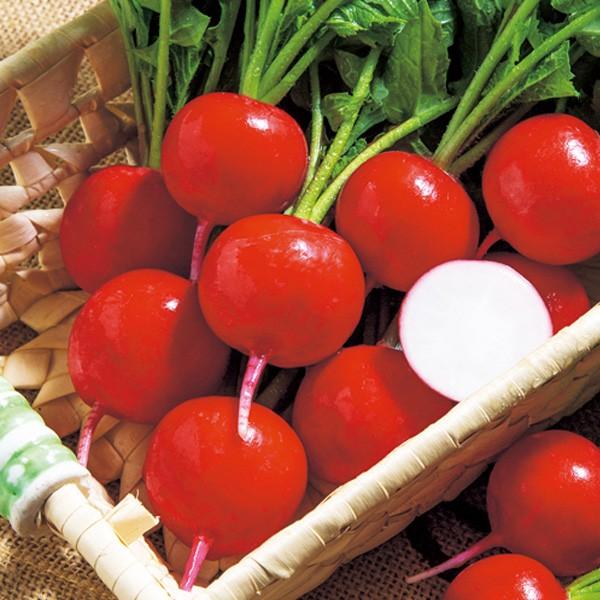 生育が早く揃いのよい赤丸二十日ダイコンの一代交配種です。裂根の発生も少ないため作りやすいです。表皮はテリのある赤色で、内部は白肉。サラダや浅漬に最適な肉質です。