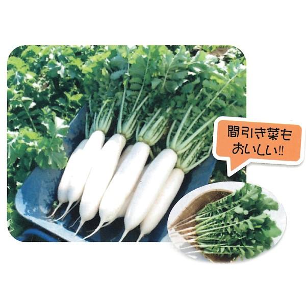 白首総太りダイコンで、尻のつまりが良いです。生食で甘さが強く感じられ、肉色は白みが強いです。浅漬けやサラダ、ツマなどに適しています。また、おでん、煮大根にして煮崩れしにくいです。葉は、柔らかで毛じが無いため食感が良く味噌汁などの料理に適して...
