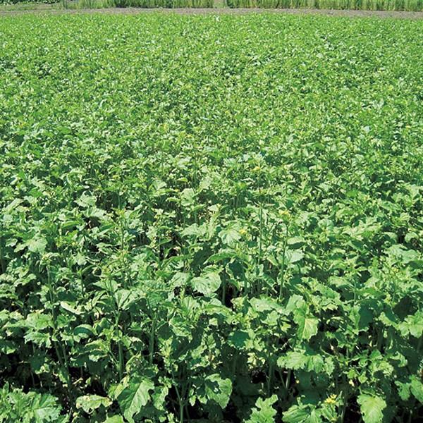 辛味成分が多く含まれ、土壌くん蒸効果が高いです。ホウレンソウ萎凋病、トマトのサツマイモネコブセンチュウ、青枯病などの被害低減が期待できます。播種量：1〜1.5kg/10a播種期冷涼地：5〜6月、8月中旬〜9月中旬中間地・暖地：2〜3月、10...