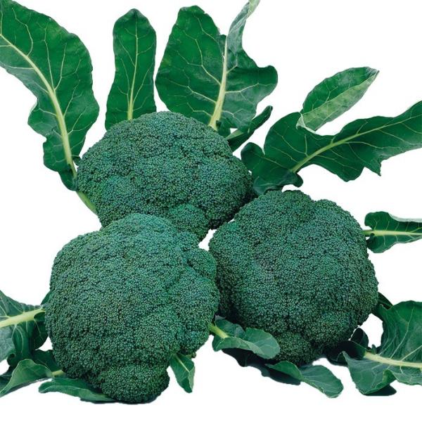 種まき後105〜110日で収穫できる中生品種。草姿は立性で草勢はやや強い。種まき後95日前後で収穫できる中早生品種。草姿は極立性で草勢はやや強い。花蕾位置はやや低い。花蕾は小粒、濃緑色で極ドーム形。花蕾形状の安定性が高い。花蕾位置はやや低い...