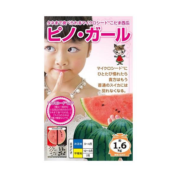 種子のサイズは普通のスイカの約4分の１。種ごと食べても気にならない。果肉は硬めで今までにない極上のシャリシャリ食感。収穫後の日持ちが良いです。マイクロシードにひとたび慣れたら貴方はもう普通のスイカには戻れなくなる！※マイクロシードとは、種が...