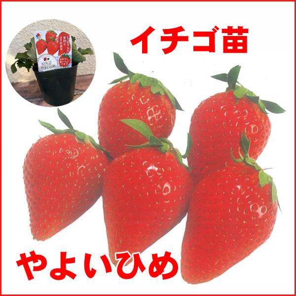 実がしっかりした果肉で歯ざわりがよく、生育旺盛で育てやすい品種です！