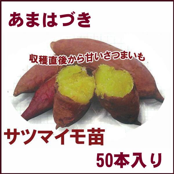 【発売日：2026年05月05日】「あまはづき」は、貯蔵しなくても、収穫直後の8月から、ねっとり甘い焼き芋ができます。肉質が粘質で糖度が高く、多収の良食味サツマイモ品種です。サツマイモネコブセンチュウに"強"、つる割病および黒斑病に"やや強...