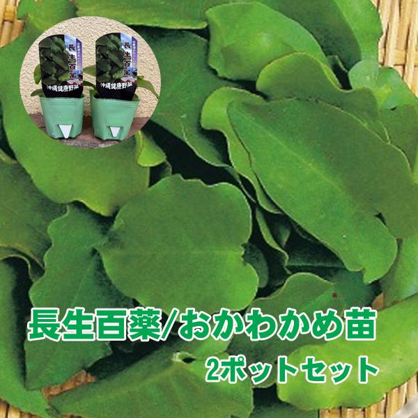 ★本商品は配達希望日の指定ができませんのでご了承下さい。主に沖縄などで食べられている緑の葉野菜で、「つるむらさきの葉」として紹介されることもある長命長寿系の食材です。日本には中国から長寿の薬草として伝わり、雲南百薬（うんなんひゃくやく）とも...