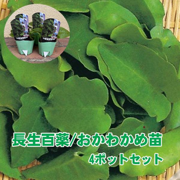 ★本商品は配達希望日の指定ができませんのでご了承下さい。主に沖縄などで食べられている緑の葉野菜で、「つるむらさきの葉」として紹介されることもある長命長寿系の食材です。日本には中国から長寿の薬草として伝わり、雲南百薬（うんなんひゃくやく）とも...