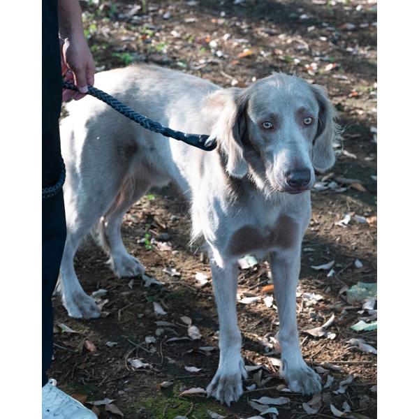 車を牽引するウィンチ用のロープをリーシュに仕立てました。高分子ポリエチレン製の超強力な繊維でできています。カラーやハーネスに確実に接続できるよう、クライミング用の高強度なカラビナを使用しています。大型犬をしっかりとコントロールするのに最適で...