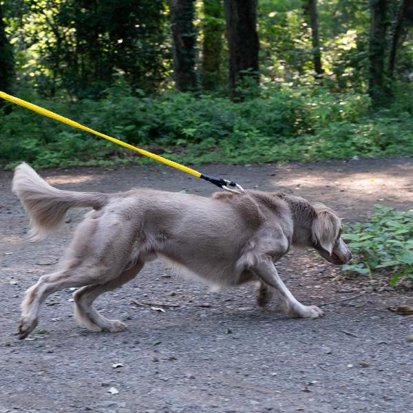 車を牽引するウィンチ用のロープをリーシュに仕立てました。高分子ポリエチレン製の超強力な繊維でできています。カラーやハーネスに確実に接続できるよう、クライミング用の高強度なカラビナを使用しています。大型犬をしっかりとコントロールするのに最適で...