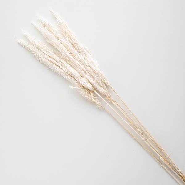 【商品情報】長さ：約75.0cm素材：プルームリード※５本セットになります【注意事項】・天然素材を使用しているため、サイズや色に多少のばらつきがあります・直射日光や高温多湿での保存はカビや色あせや虫がつく恐れがありますので、避けて頂くように...