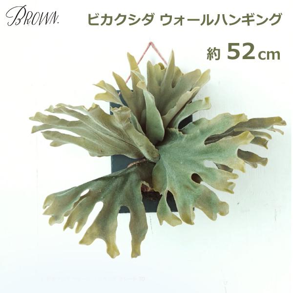 ボリューミーで存在感のあるビカクシダサイズ：本体・約52cm / ボード・H30cm×20cm素材：ポリエチレン壁掛け用麻紐付きmade in china商品名：ビカクシダ ウォールハンギング スレート 30 BB300型番：991750 ...