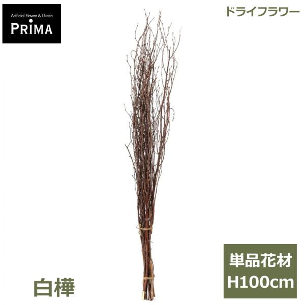 シャープな枝ぶりが魅力 白樺のドライフラワー全体サイズ：約H100cm材質：枝（天然素材）ブランド：GREENPARK画像提供：プリマ株式会社（https&amp;#0058;//prima-shop.jp/）出典：GREENPARKカタロ...