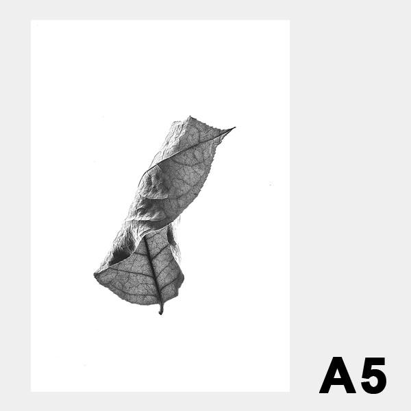 空中に浮いている葉サイズ：148x210mm A5サイズ材質：クリアフィルム（UVプリント）※フレームは付属しておりません。made in Denmark関連ワード：○8113 Floating Leaves 01 (小) A5 ポスター ...