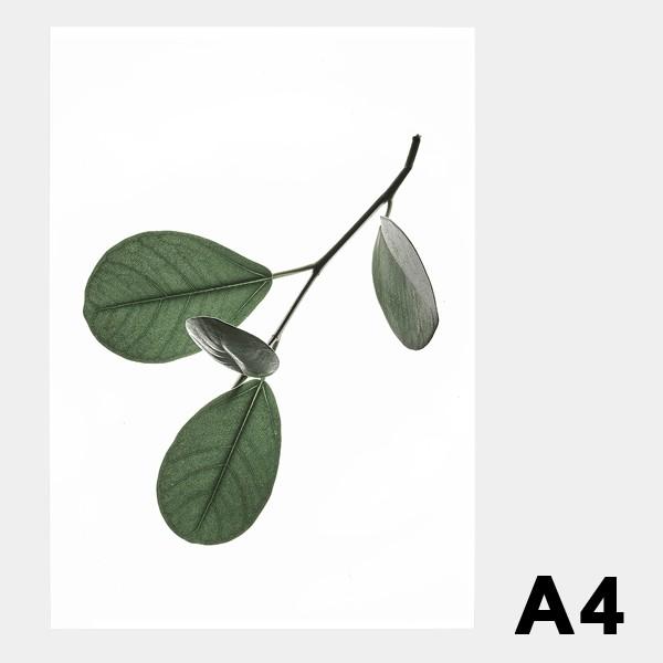 空中に浮いている葉サイズ：210x297mm A4サイズ材質：クリアフィルム（UVプリント）※フレームは付属しておりません。made in Denmark関連ワード：△8126 Floating Leaves 05 (中) A4 ポスター ...