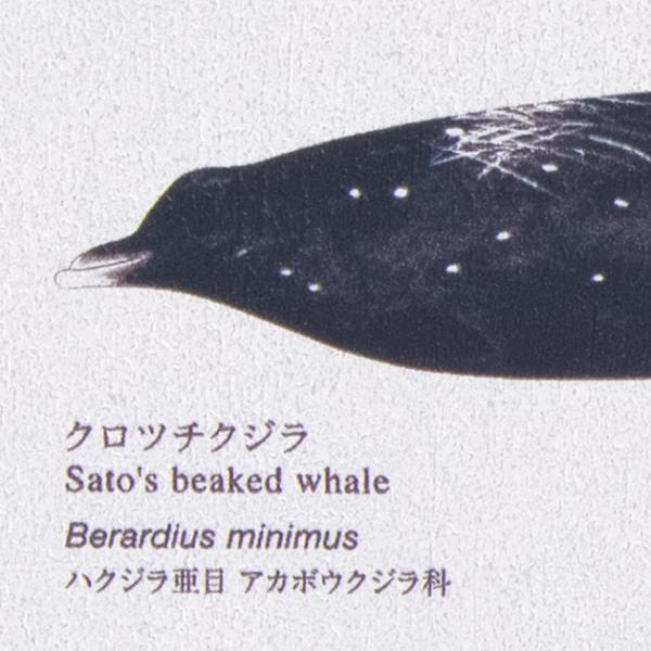 ■カタログ：24-27 リザーブ (RESERVE)■カテゴリー：国立科学博物館■シリーズ：Whales and dolphins■品番：RE55946■リピート：125cm x 93cm■機能：JIS適合品SV規格F4(壁)防カビ■梱包：...