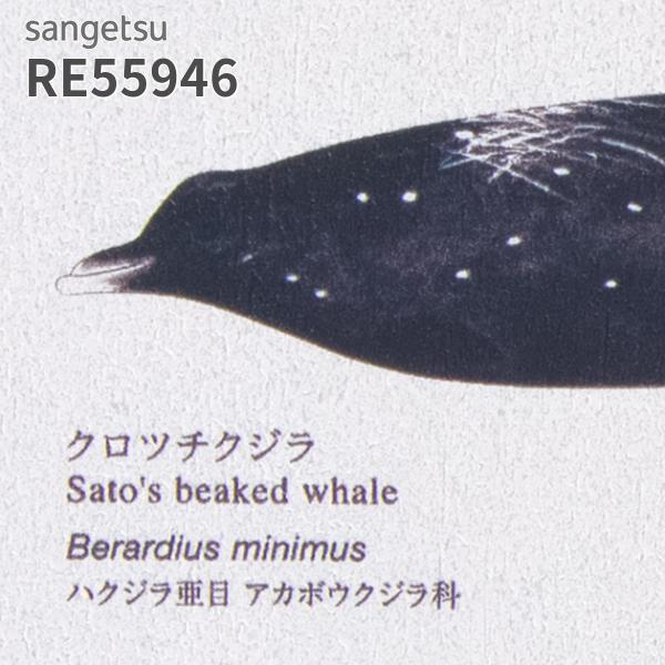 ■カタログ：24-27 リザーブ (RESERVE)■カテゴリー：国立科学博物館■シリーズ：Whales and dolphins■品番：RE55946■リピート：125cm x 93cm■機能：JIS適合品SV規格F4(壁)防カビ■梱包：...