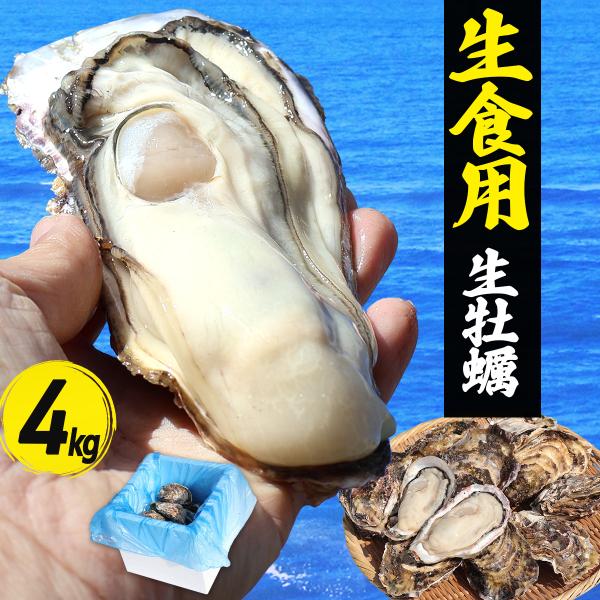 牡蠣小屋の牡蠣！産地直送！宮城県産殻付き牡蠣「生食用」。ポン酢などかけても良し、バーベキューや蒸し牡蠣にも。宮城県の牡蠣は三陸の地形上、牡蠣のエサが豊富なので、全国的に見ても濃厚な味わいと言われています。旨味の詰まった殻付き牡蠣をお楽しみ下...