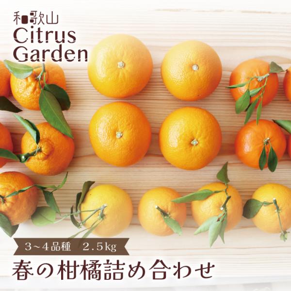 《商品情報》　名称：みかん詰め合わせ　産地：国産（和歌山県）　内容量：１箱　2.5kg　・ワックス不使用なので安心・安全。　・品種は当店お任せでお届けします。（サイズはご指定いただけません。）　・栽培過程で生じた、擦れキズや色むら等が含まれ...