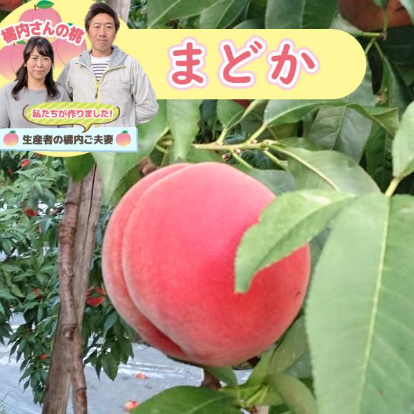 福島の美味しい桃「まどか」です。------------ 　【おすすめ用途】※熨斗やギフト包装対応ができない場合がございます。各商品ページでご確認ください。 内祝 出産 結婚 新築 快気祝 開店 開業 結納 香典 引き出物 結婚式 法事 お...