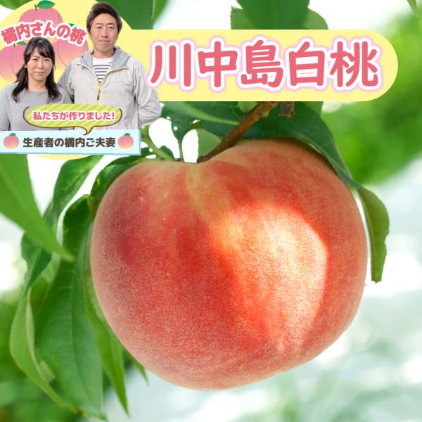 種の周りが紅色になる白桃です。------------ 　【おすすめ用途】※熨斗やギフト包装対応ができない場合がございます。各商品ページでご確認ください。 内祝 出産 結婚 新築 快気祝 開店 開業 結納 香典 引き出物 結婚式 法事 お礼...