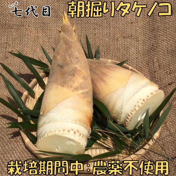 春季限定！旬の味覚、京都産タケノコを朝掘りでお届け！ (クール便利用)------------ 　【おすすめ用途】※熨斗やギフト包装対応ができない場合がございます。各商品ページでご確認ください。 内祝 出産 結婚 新築 快気祝 開店 開業 ...