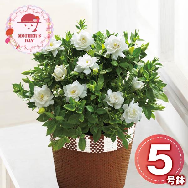 ------------ 　【おすすめ用途】※熨斗やギフト包装対応ができない場合がございます。各商品ページでご確認ください。 内祝 出産 結婚 新築 快気祝 開店 開業 結納 香典 引き出物 結婚式 法事 お礼 謝礼 御礼 お祝い ご新築祝...