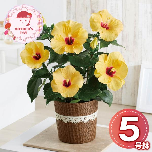 ------------ 　【おすすめ用途】※熨斗やギフト包装対応ができない場合がございます。各商品ページでご確認ください。 内祝 出産 結婚 新築 快気祝 開店 開業 結納 香典 引き出物 結婚式 法事 お礼 謝礼 御礼 お祝い ご新築祝...