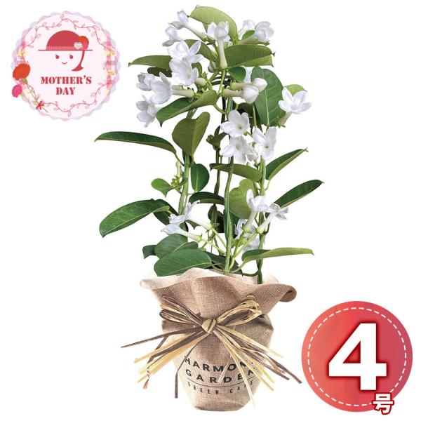 ------------ 　【おすすめ用途】※熨斗やギフト包装対応ができない場合がございます。各商品ページでご確認ください。 内祝 出産 結婚 新築 快気祝 開店 開業 結納 香典 引き出物 結婚式 法事 お礼 謝礼 御礼 お祝い ご新築祝...