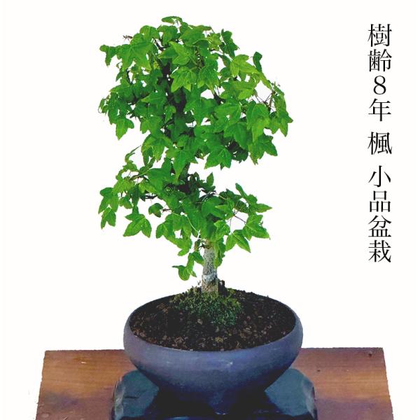 【こだわりおすすめポイント】壮大な自然の風景を作り出した「樹齢8年」の楓になります。自然の景色をイメージし高級ヤマゴケを張り、日本庭園として演出した創作ミニ盆栽をお届けします。強い生命力を感じる《洗練された樹形》《朱赤の綺麗な紅葉》が最大の...